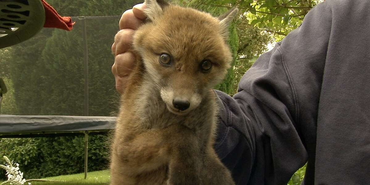 Fox Cub Shakes Off Hurt Leg To Find Family - The Dodo