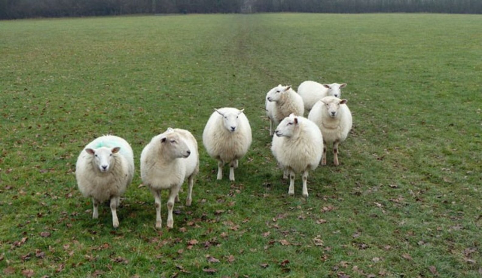 Enjoy The Smooth Sounds Of Sheep Choir - The Dodo