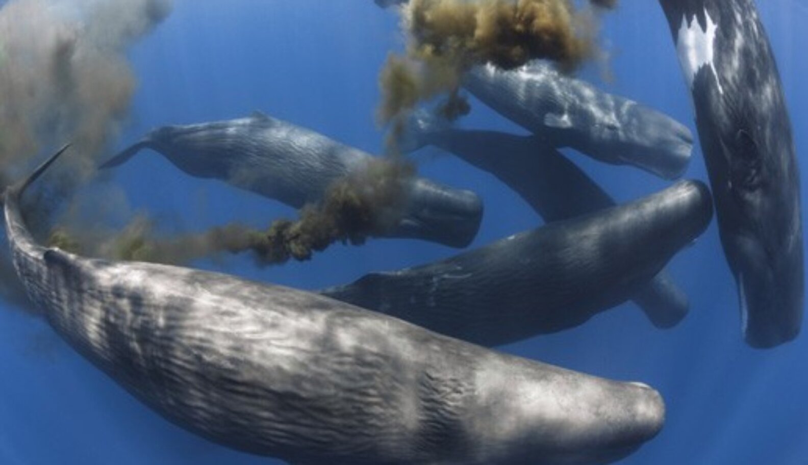 Whale Poop: How Oceanic Excrement Could Turn Global Warming Around ...