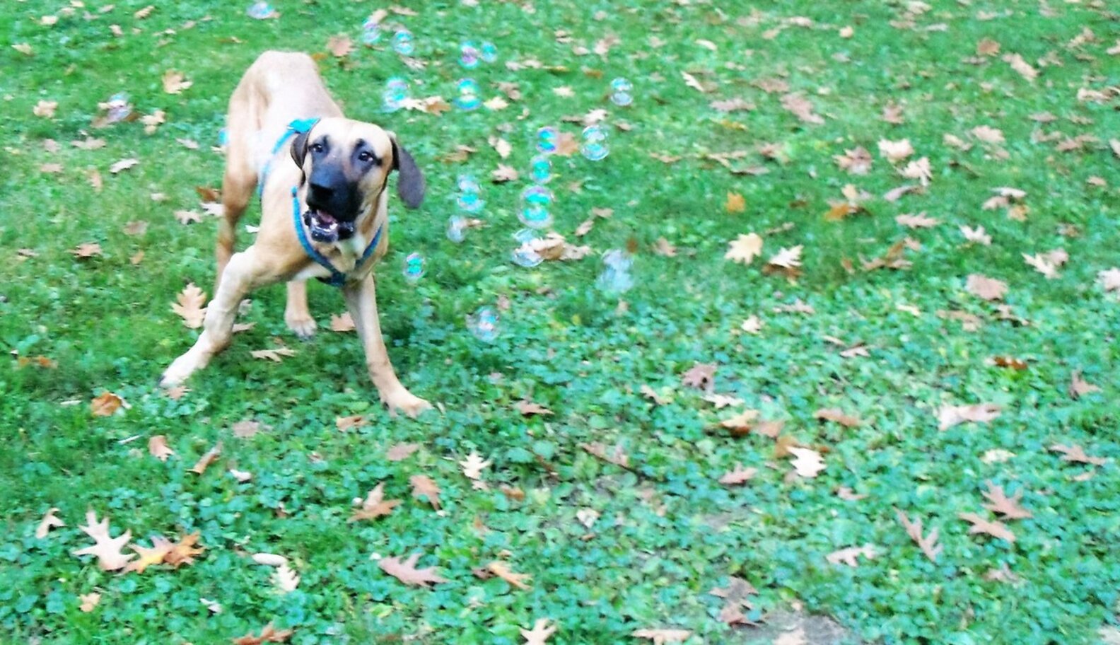 Puppy Born At Meat Farm Was Never Supposed To Leave His Cage - The Dodo