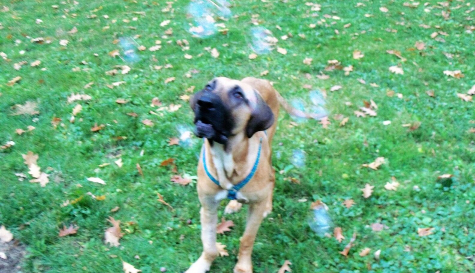 Puppy Born At Meat Farm Was Never Supposed To Leave His Cage - The Dodo