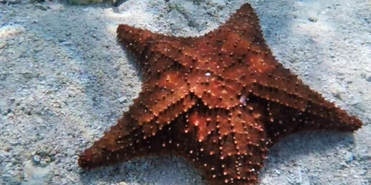 Girl Throws Starfish Back Into Ocean To Save Their Lives - Videos - The ...