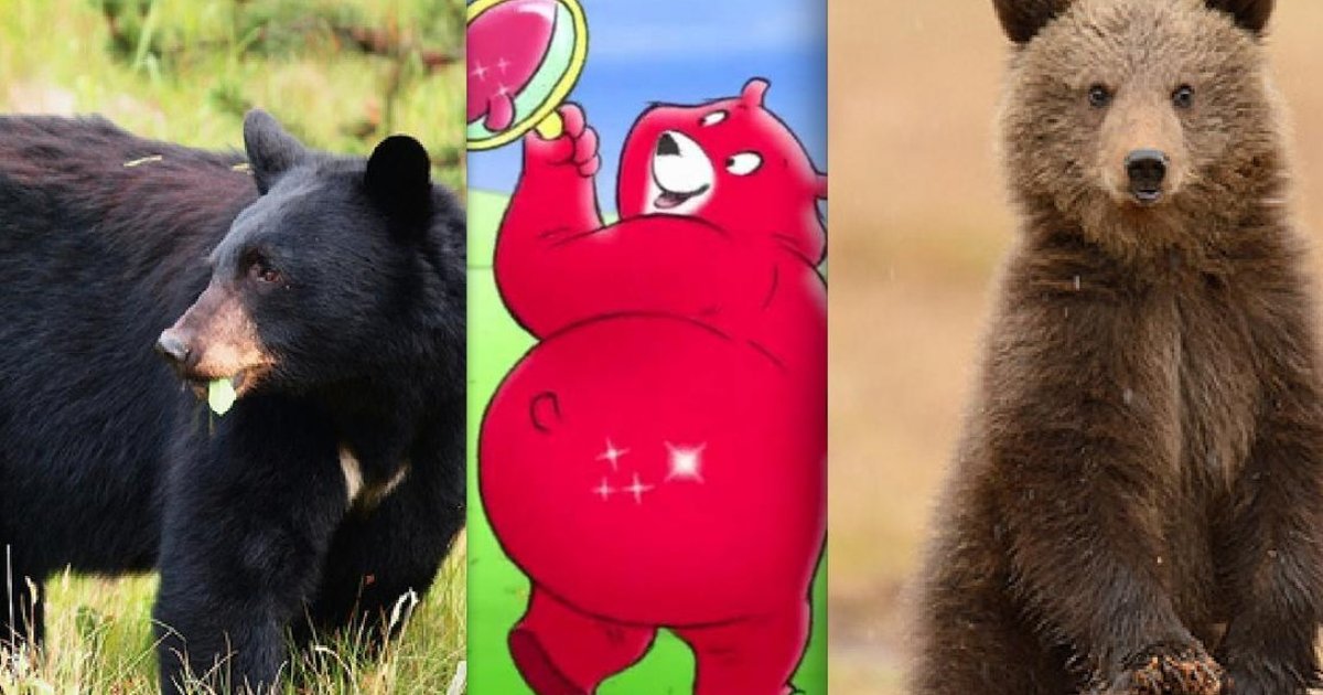 Exclusive: Which Bear Is The Charmin Bear? - The Dodo