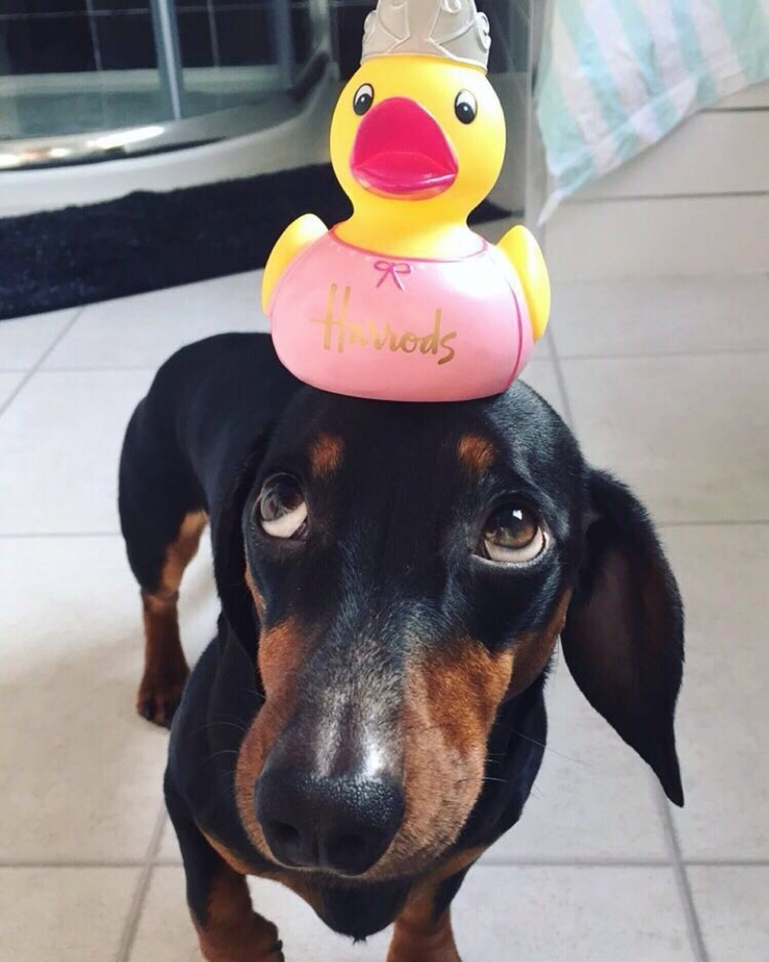 Dog Only Knows One Trick — But It's Genius - The Dodo