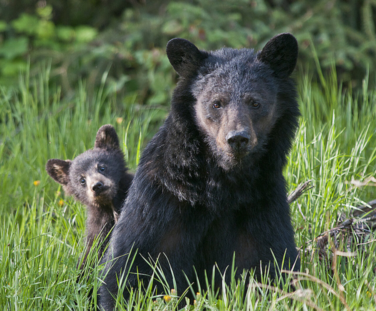 Exclusive: Which Bear Is The Charmin Bear? - The Dodo