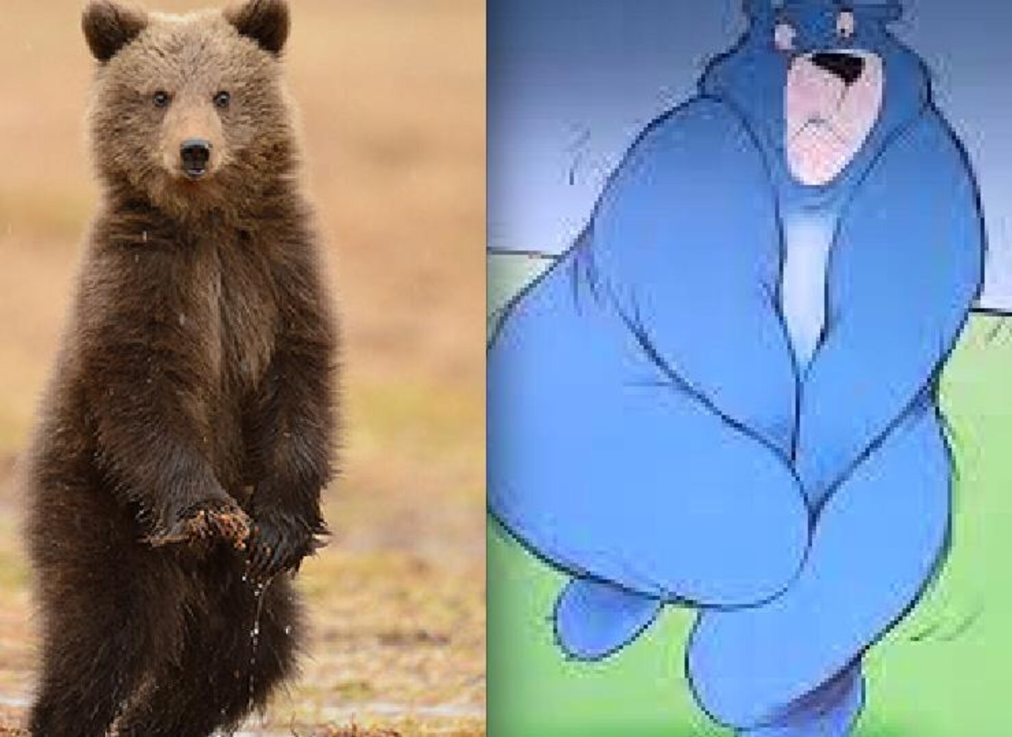 Exclusive: Which Bear Is The Charmin Bear? - The Dodo