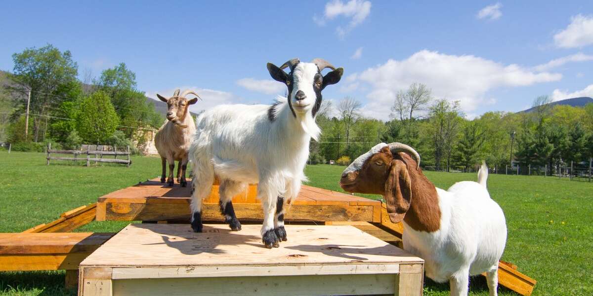 Goats Just Want To Have Fun - The Dodo