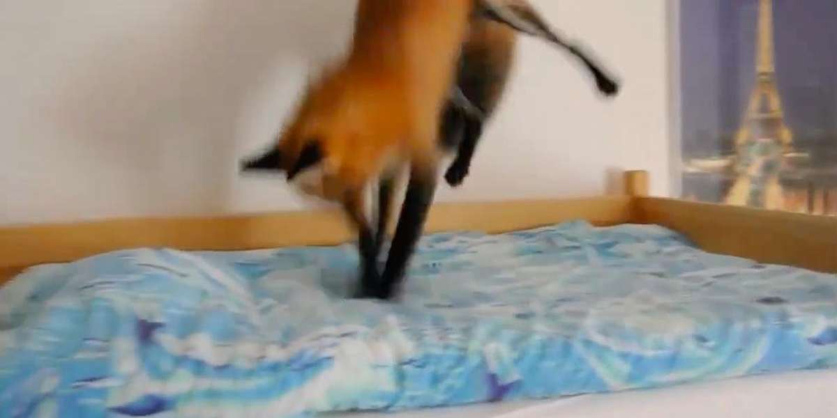 Fox Saved From Fur Farm Is Pretty Sure She’s A Dog Now - The Dodo