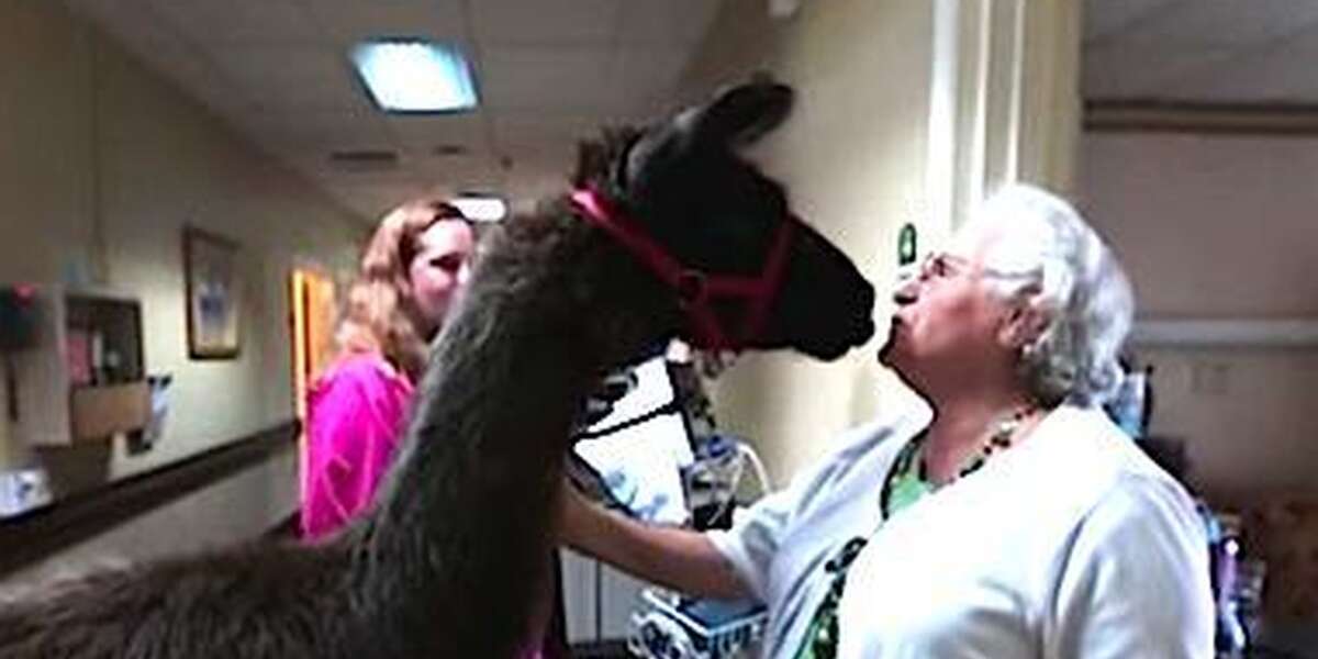 Llama Walks Through Nursing Home And Makes The Impossible Happen - The Dodo