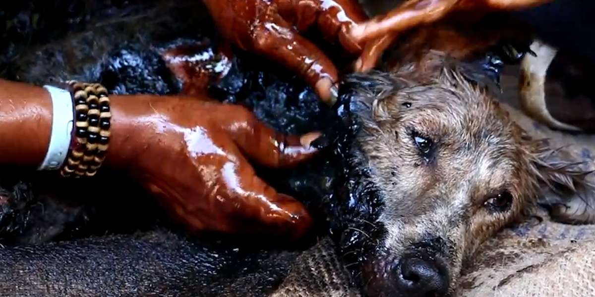 Dog Stuck In Tar Couldn't Even Move - Videos - The Dodo