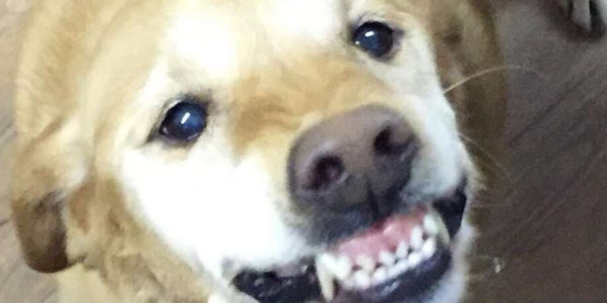 Dog Can't Find A Home Because Of Her Awkward Smile - The Dodo