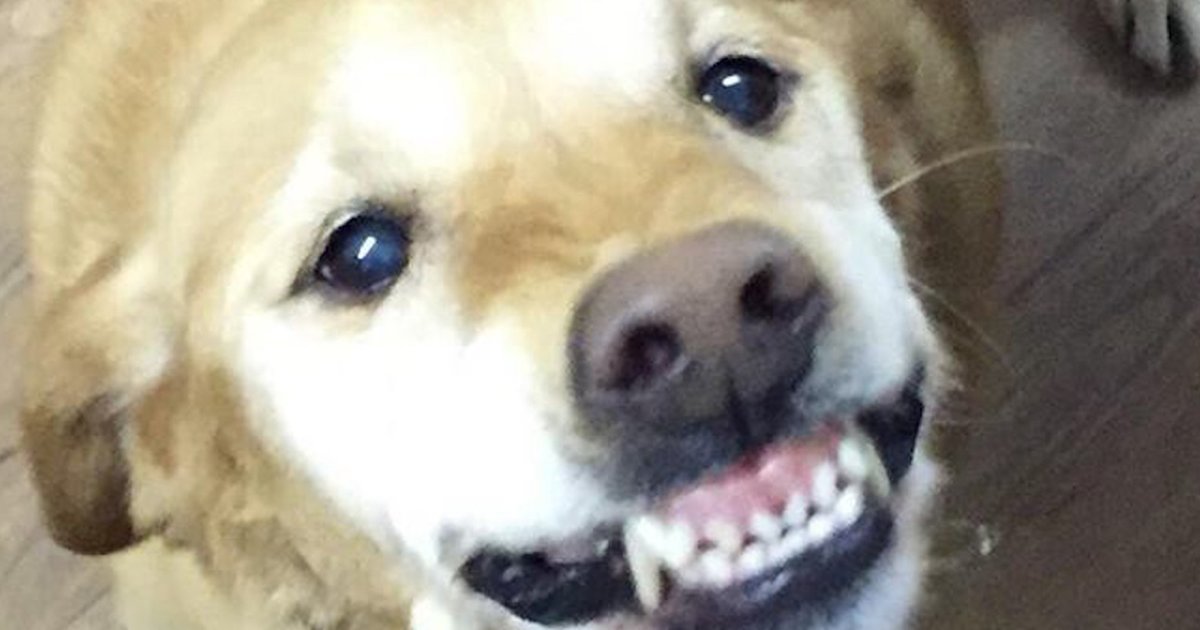Dog Can't Find A Home Because Of Her Awkward Smile - The Dodo