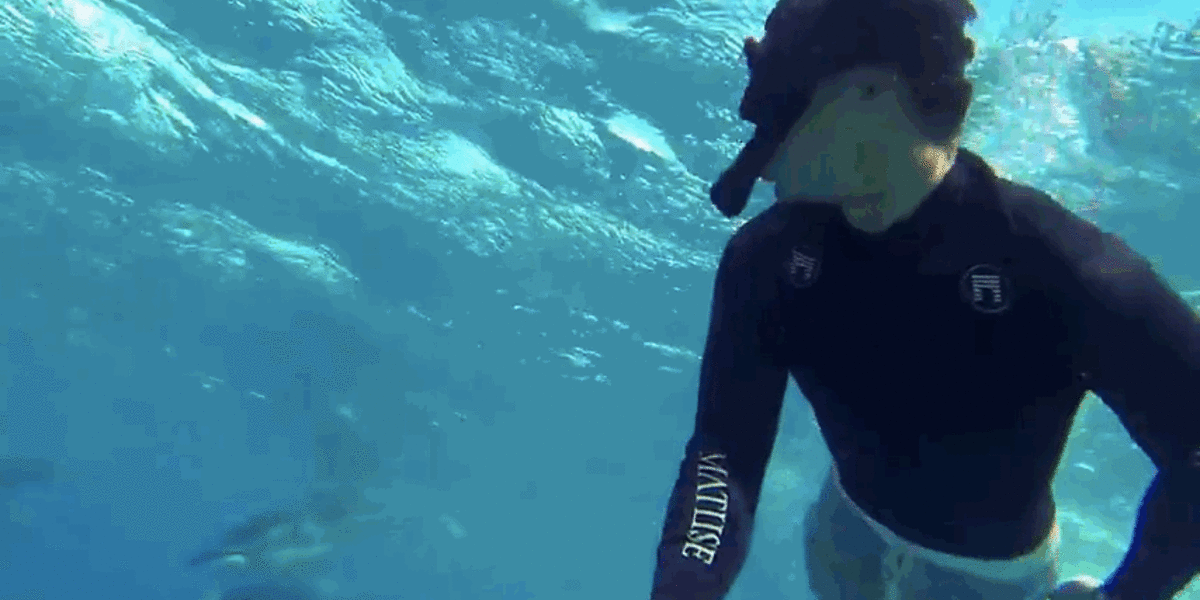 What It's Like To Swim With Dolphins -- Not Inside Of A Tank - The Dodo