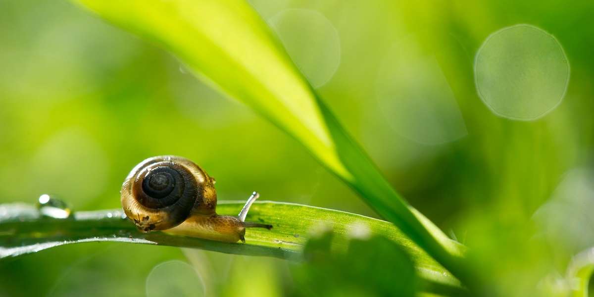 Colors in Nature - Green ~ part 1 - The Dodo