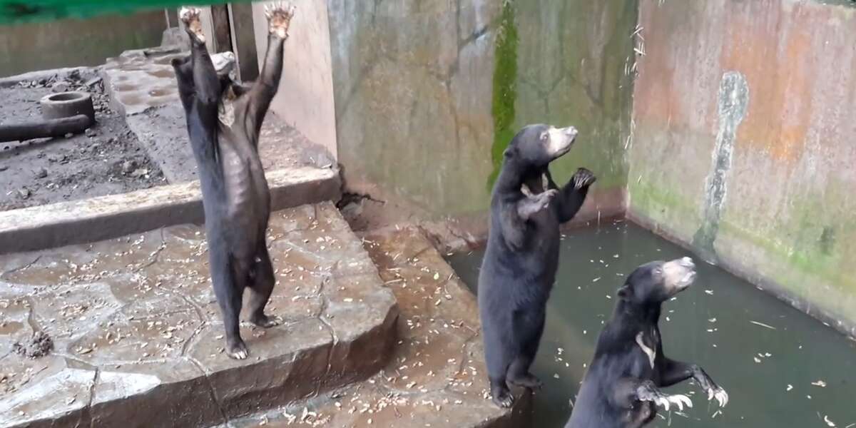 Starving Bears Beg Tourists To Feed Them At Horrible Zoo - Videos - The ...