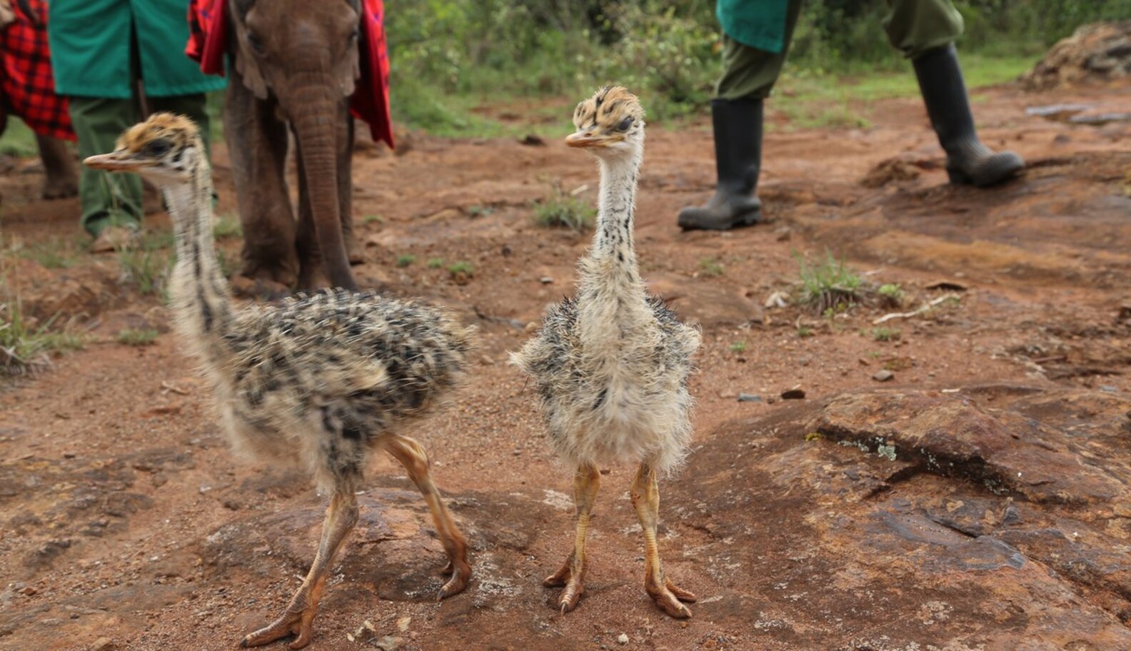 Motherly Ostriches Teach Baby Elephants How To Charge - The Dodo
