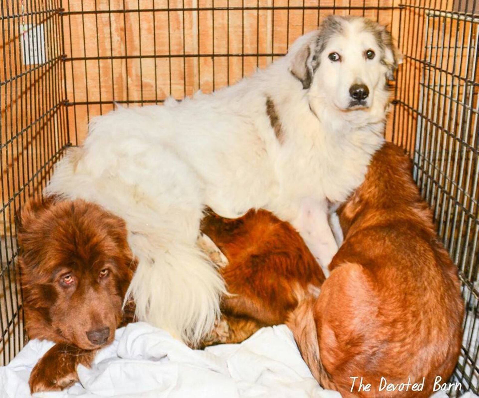 Feral Dog On The Run For 7 Cold And Scary Months Is Learning How To ...