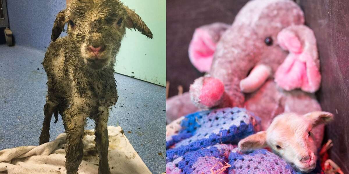 No One Thought This Lamb Would Survive. But She's Proving Everyone ...