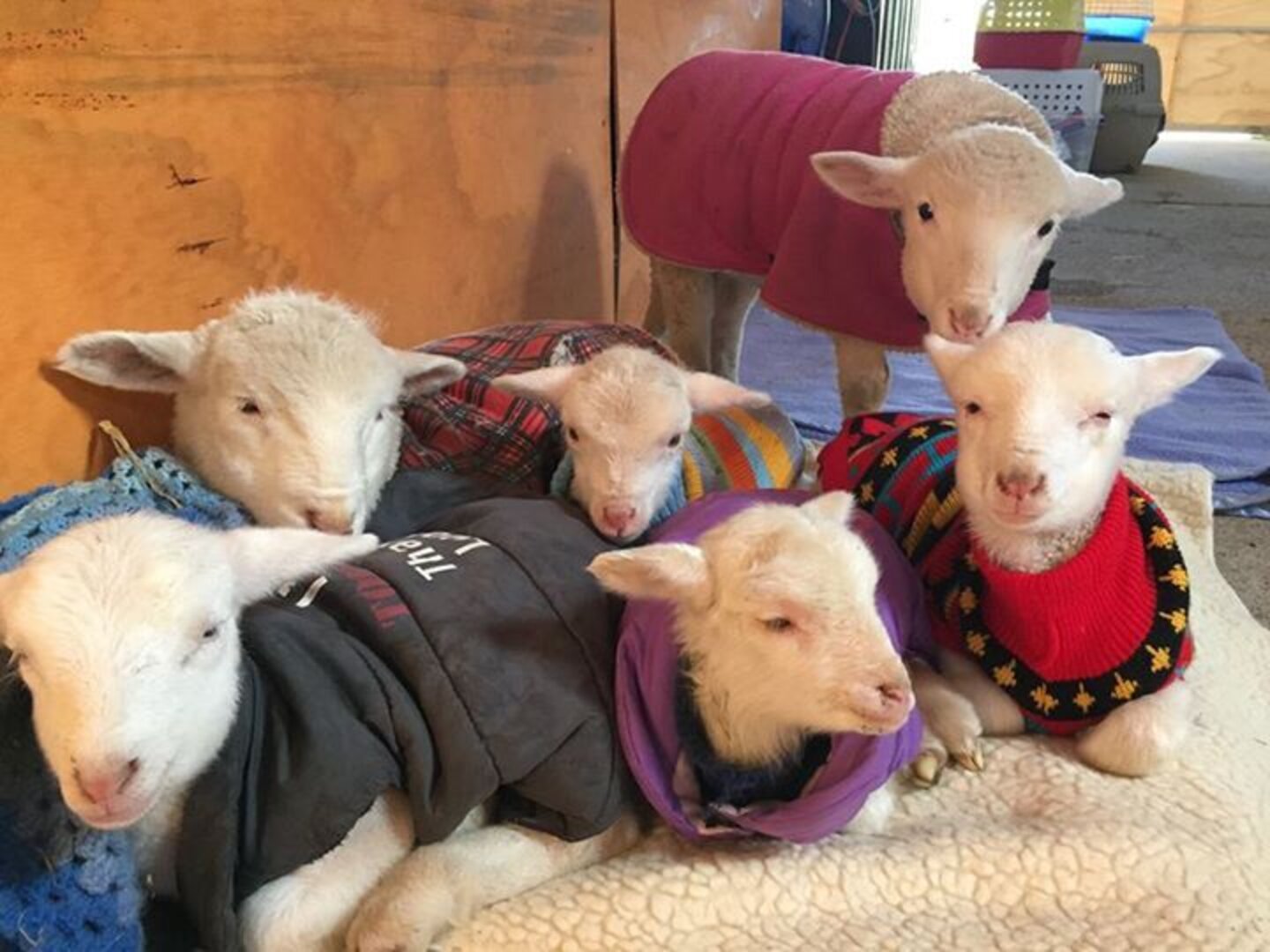 No One Thought This Lamb Would Survive. But She's Proving Everyone ...
