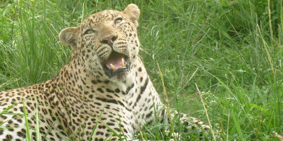 The See-Through Leopard Highlights the Aftermath of Poaching and ...