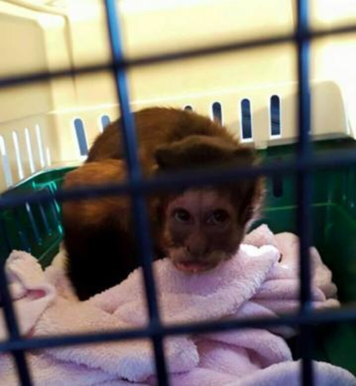 Abandoned Toothless Monkey Gets A Cozy New Home — And A Girlfriend ...
