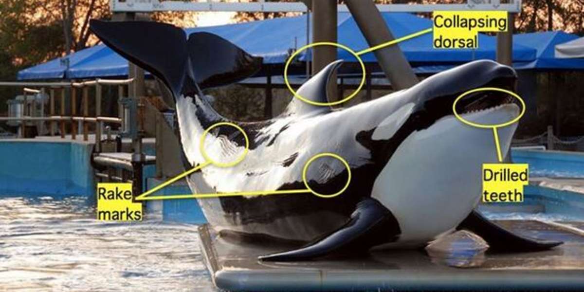 RT @SIC_StopCruelty, @Macys UR @SeaWorld float should've shown what ...