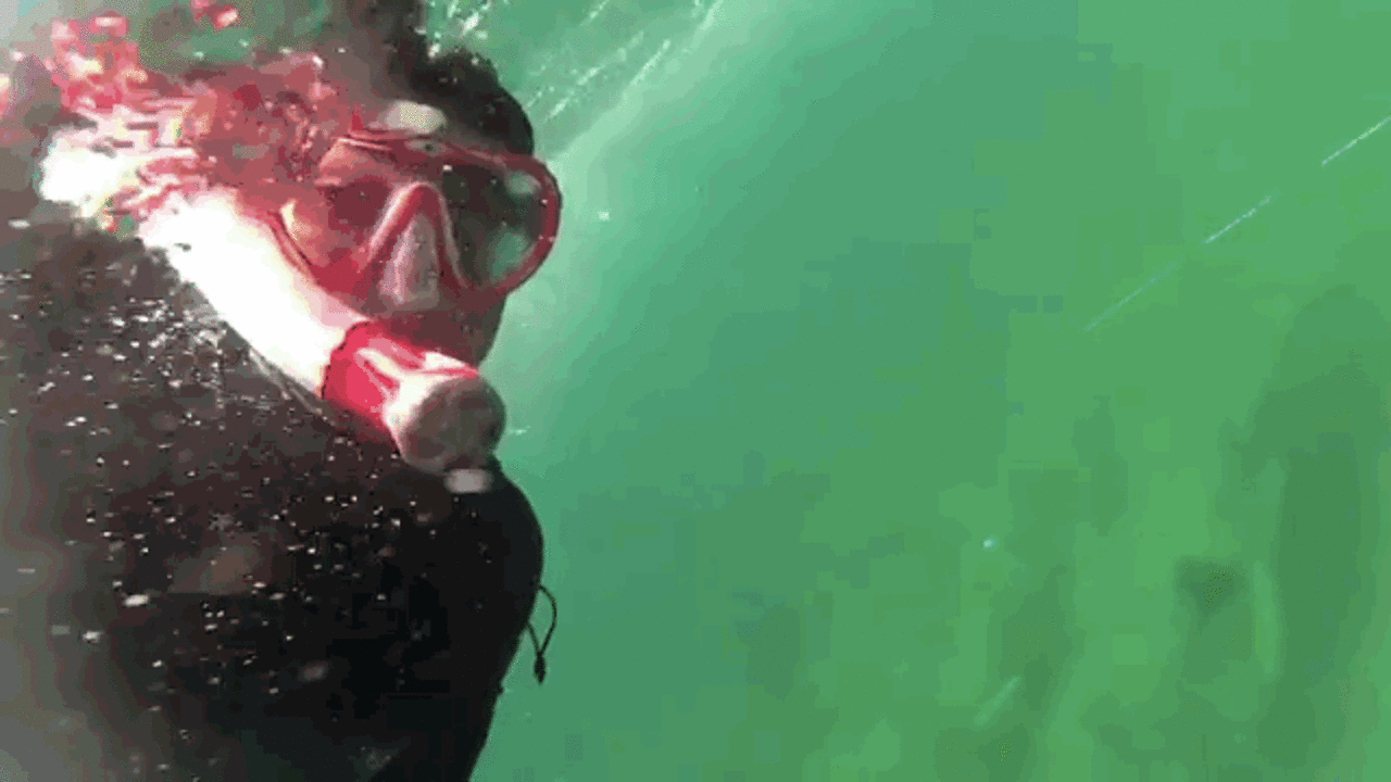 Watch A Friendly Beluga Circle A Diver, Take The Most Epic Beluga ...
