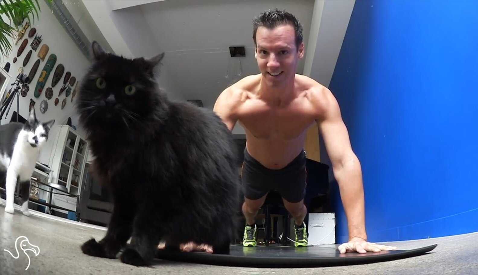 WATCH: Catercising - The Dodo