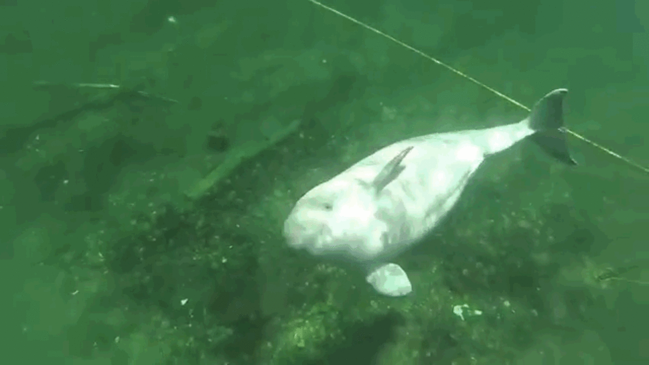 Watch A Friendly Beluga Circle A Diver, Take The Most Epic Beluga ...