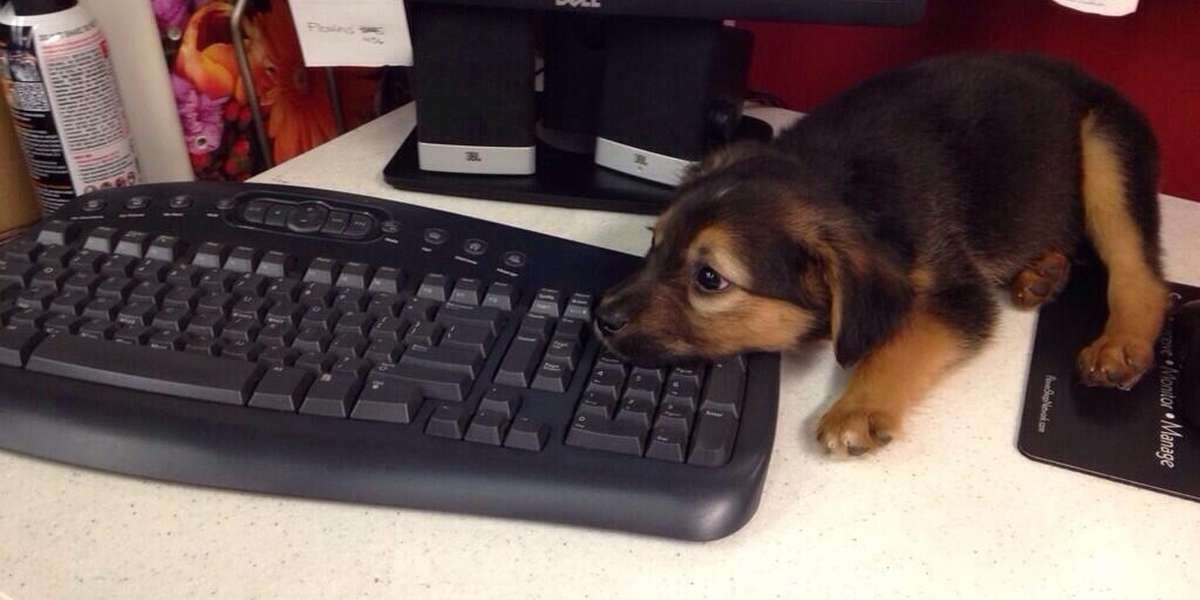 15 Pets Who Are 'Helping' You Work - The Dodo