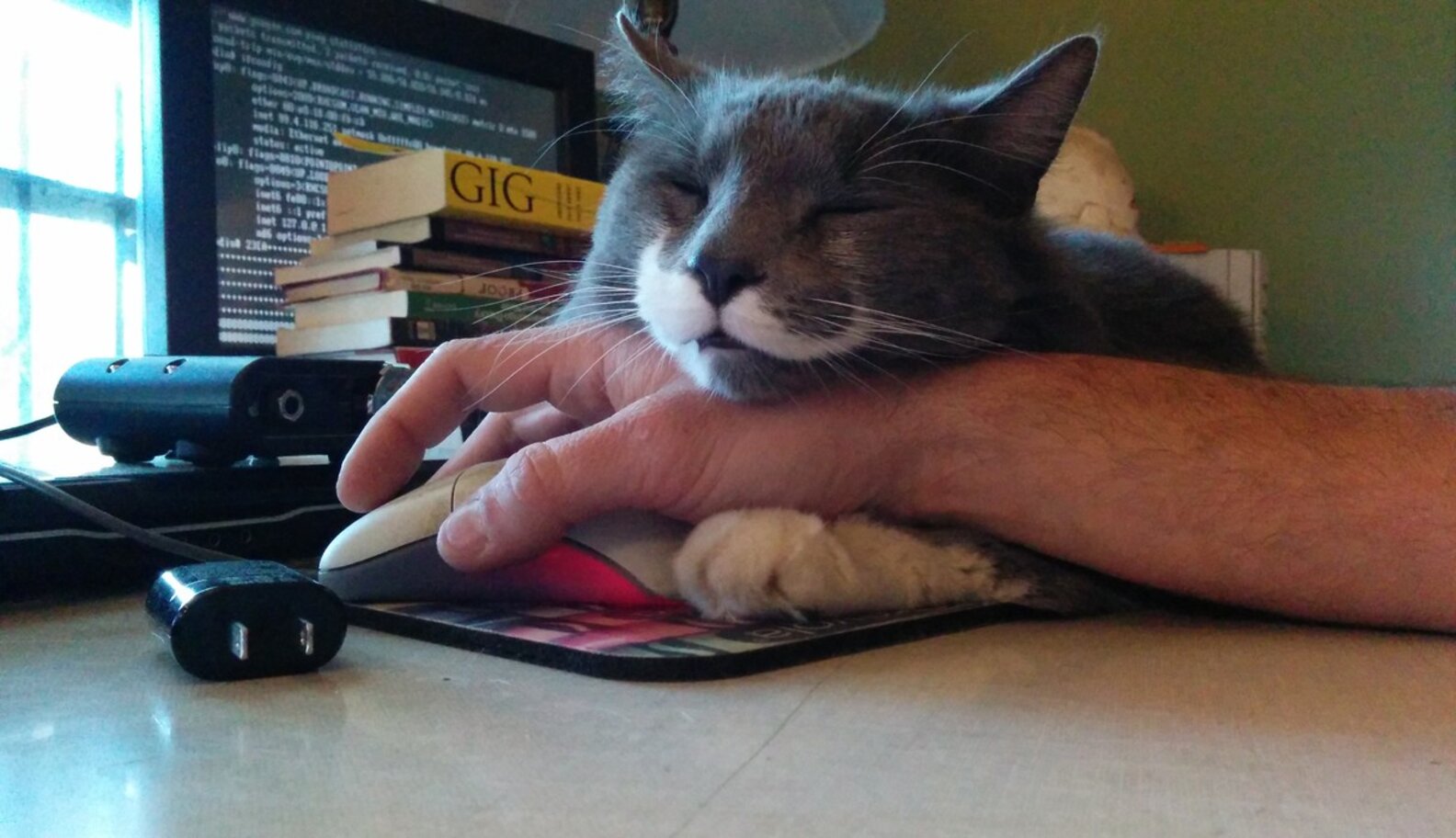 15 Pets Who Are 'Helping' You Work - The Dodo