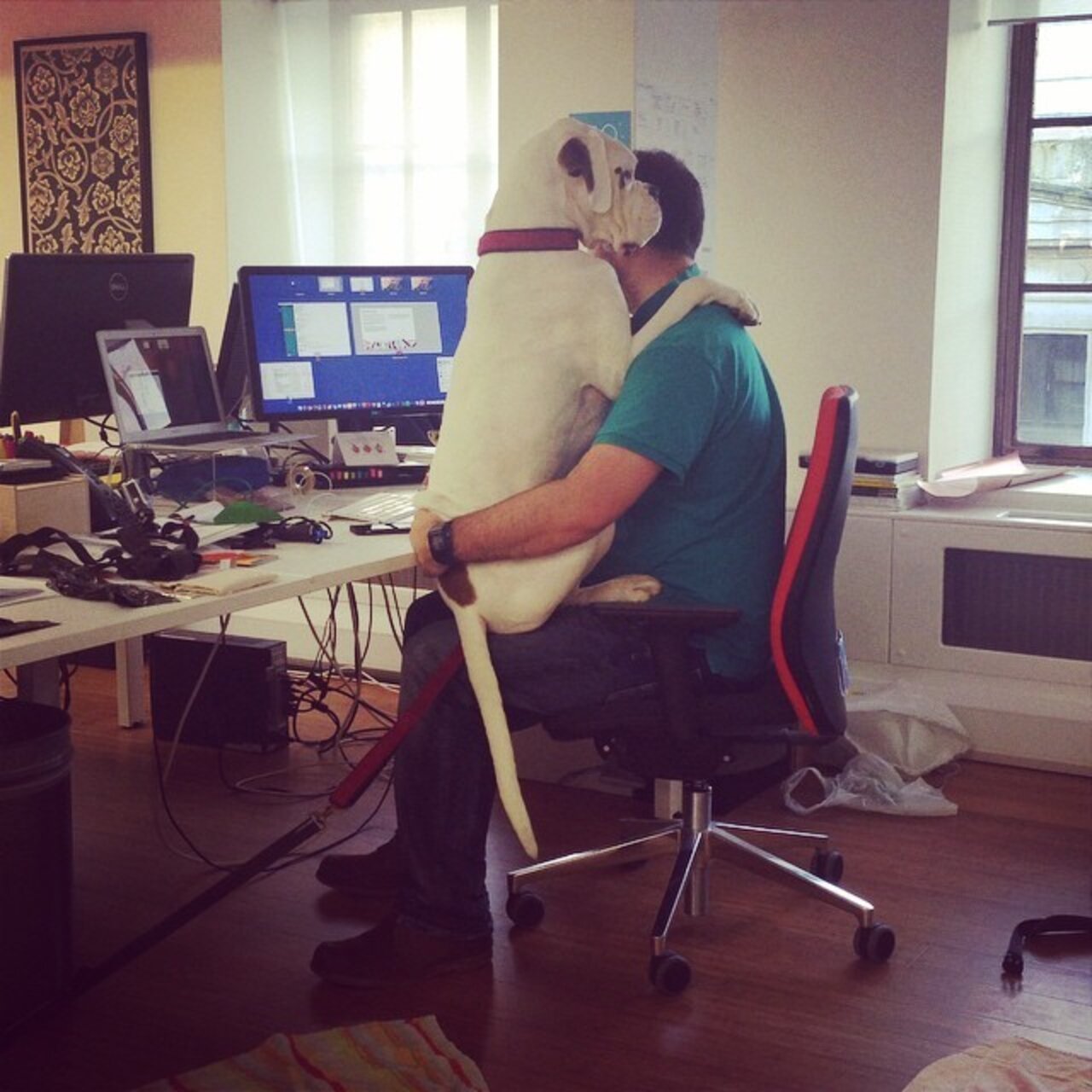 15 Pets Who Are 'Helping' You Work - The Dodo