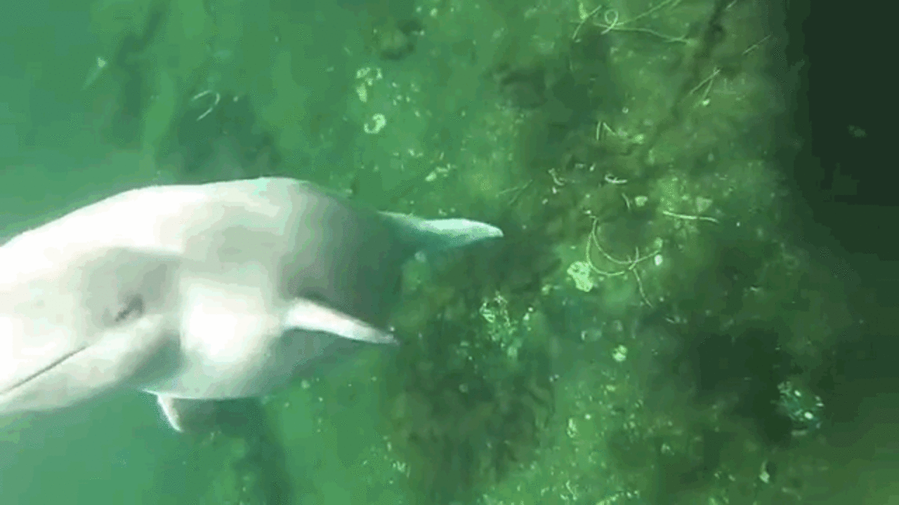 Watch A Friendly Beluga Circle A Diver, Take The Most Epic Beluga ...