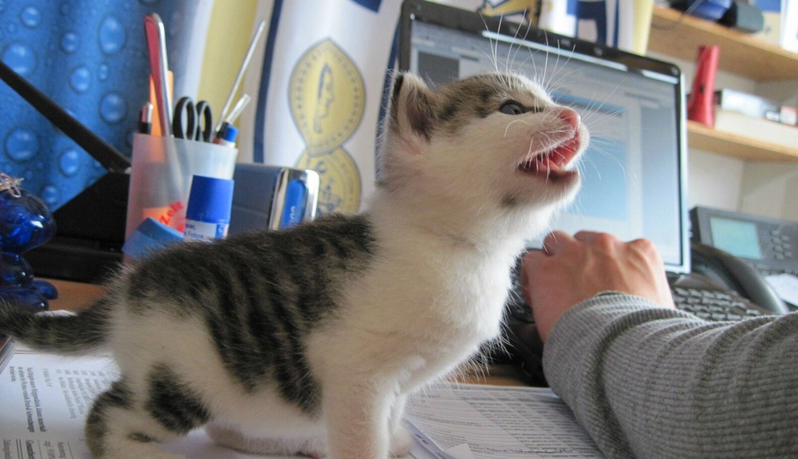 15 Pets Who Are 'Helping' You Work - The Dodo