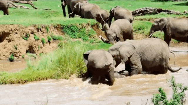 Family Rushes To Save Baby Elephant Who Was Washed Downstream - The Dodo