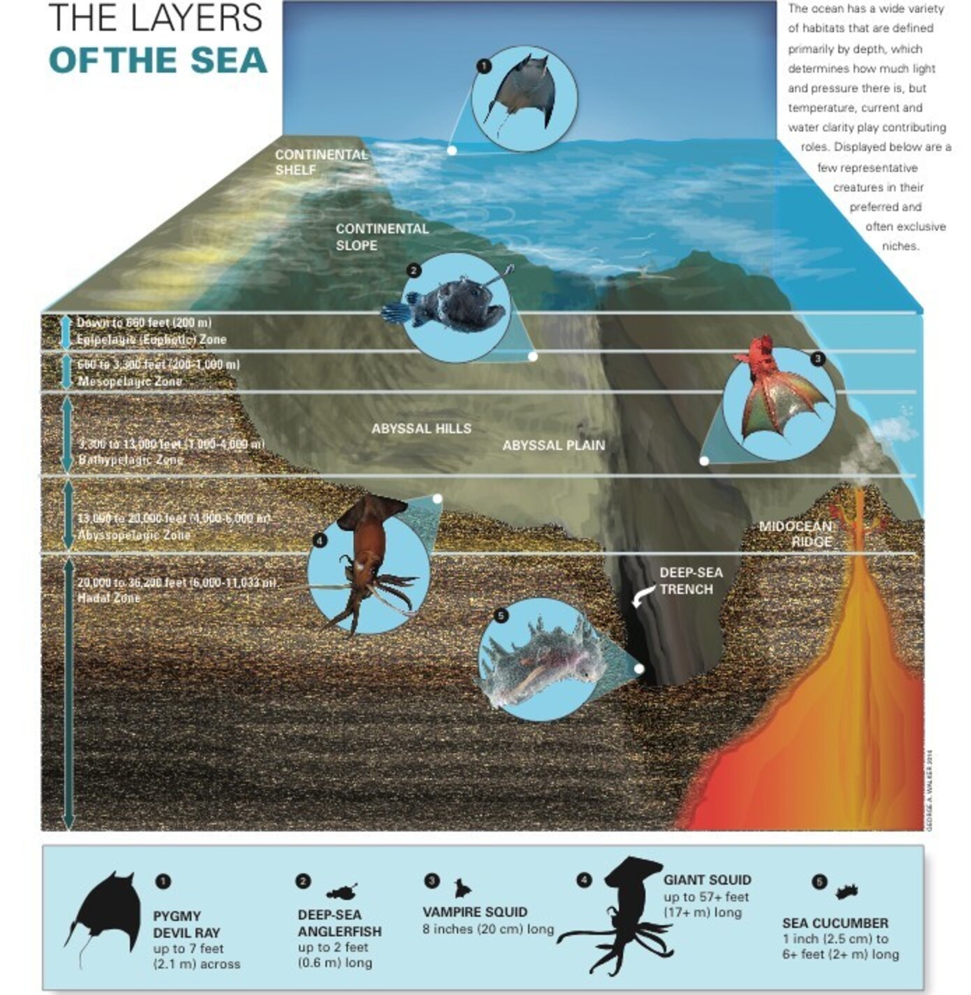 Meet The Deepest, Strangest Sea Creatures You’ve Never Seen - The Dodo