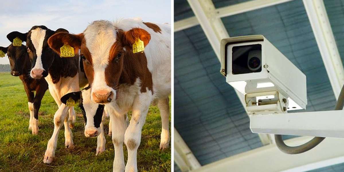 To End Cruelty, Country Orders Cameras To Be Installed In Every ...