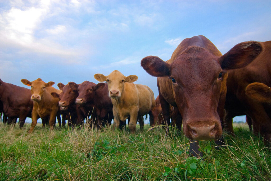 To End Cruelty, Country Orders Cameras To Be Installed In Every ...