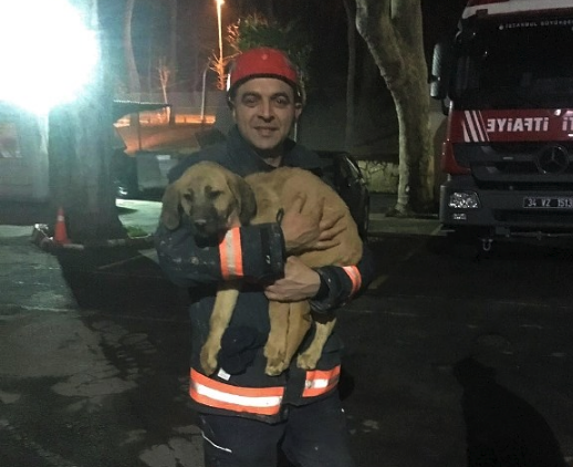 Puppy Trapped In Deep Well Rescued After 10 Days - The Dodo