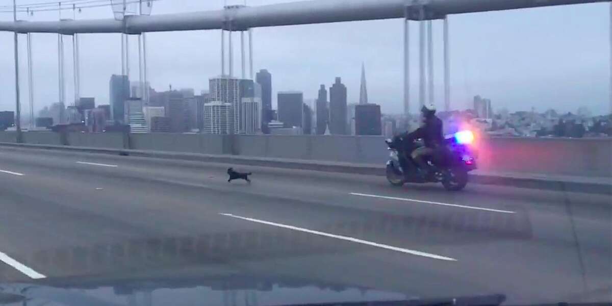 Cops Speed Through Traffic To Save A Scared Dog - The Dodo