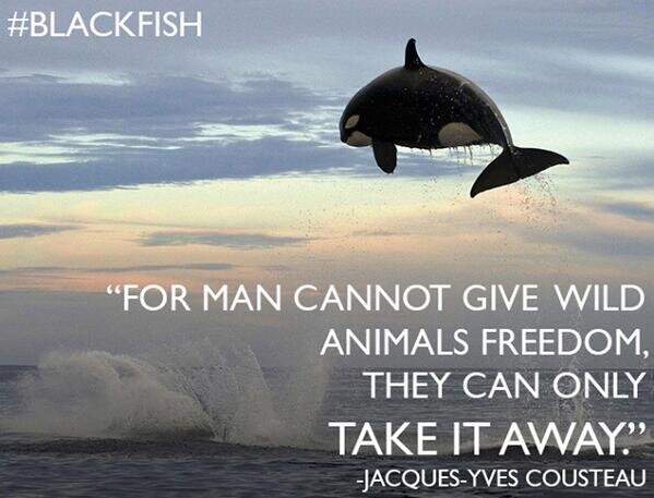 DON'T support captivity #freedom #animalrights #blackfish #compassion # ...