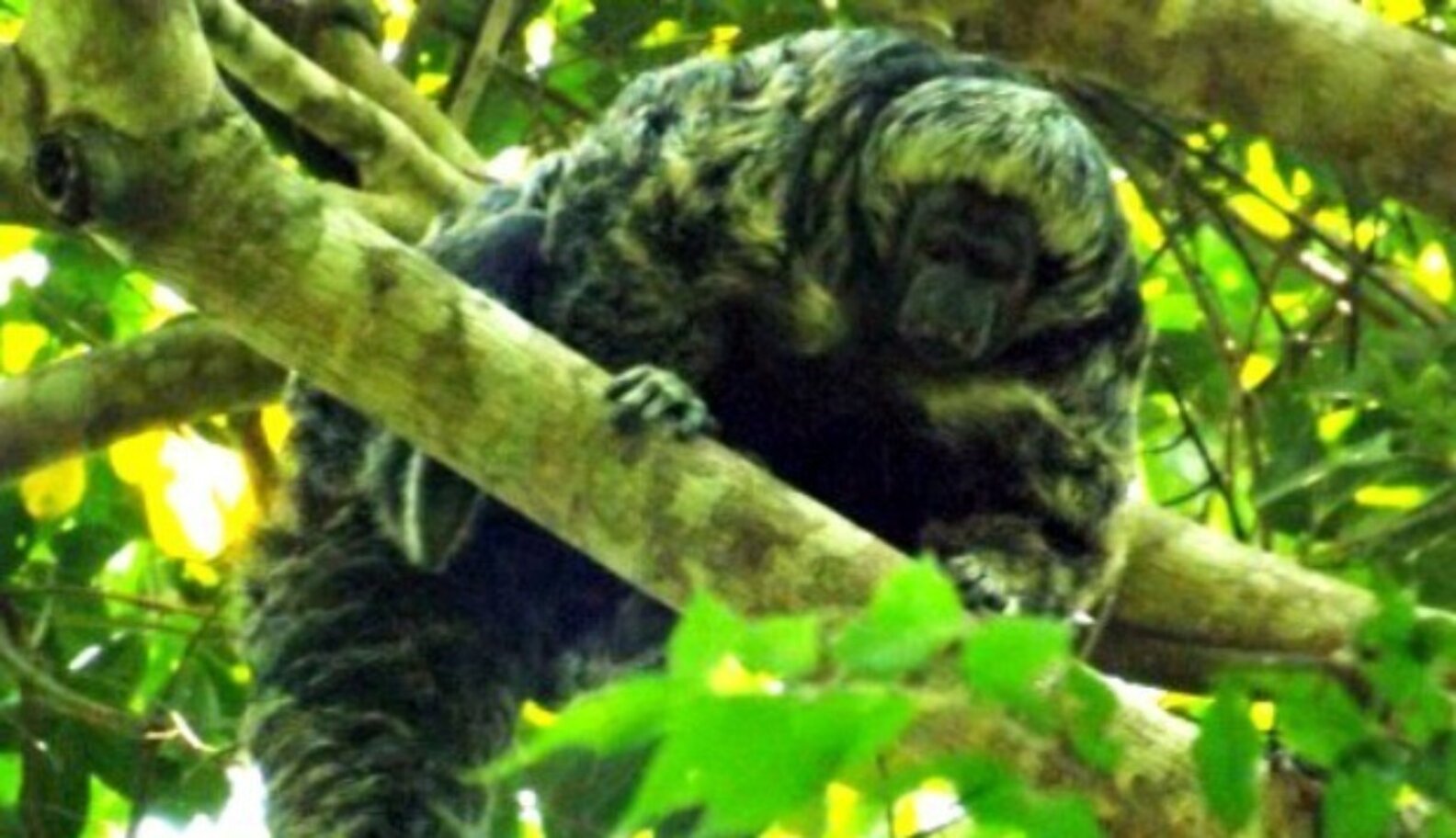 Never-Before-Seen Monkey Already Under Threat Of Extinction In Brazil ...