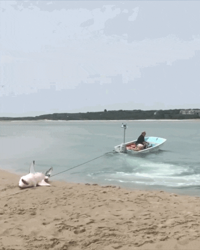 Shark Gets Stranded And Beachgoers Do The Exact Right Thing - The Dodo