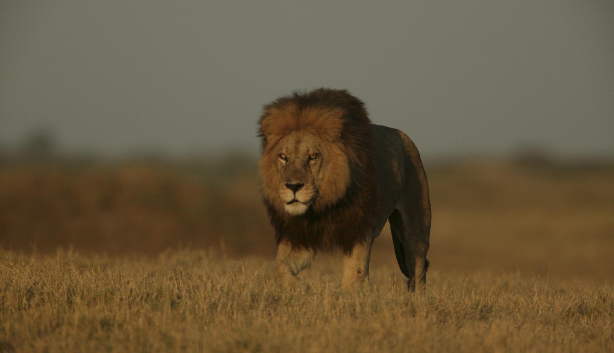 Last Lion Kings Of The World Captured In Photos - The Dodo