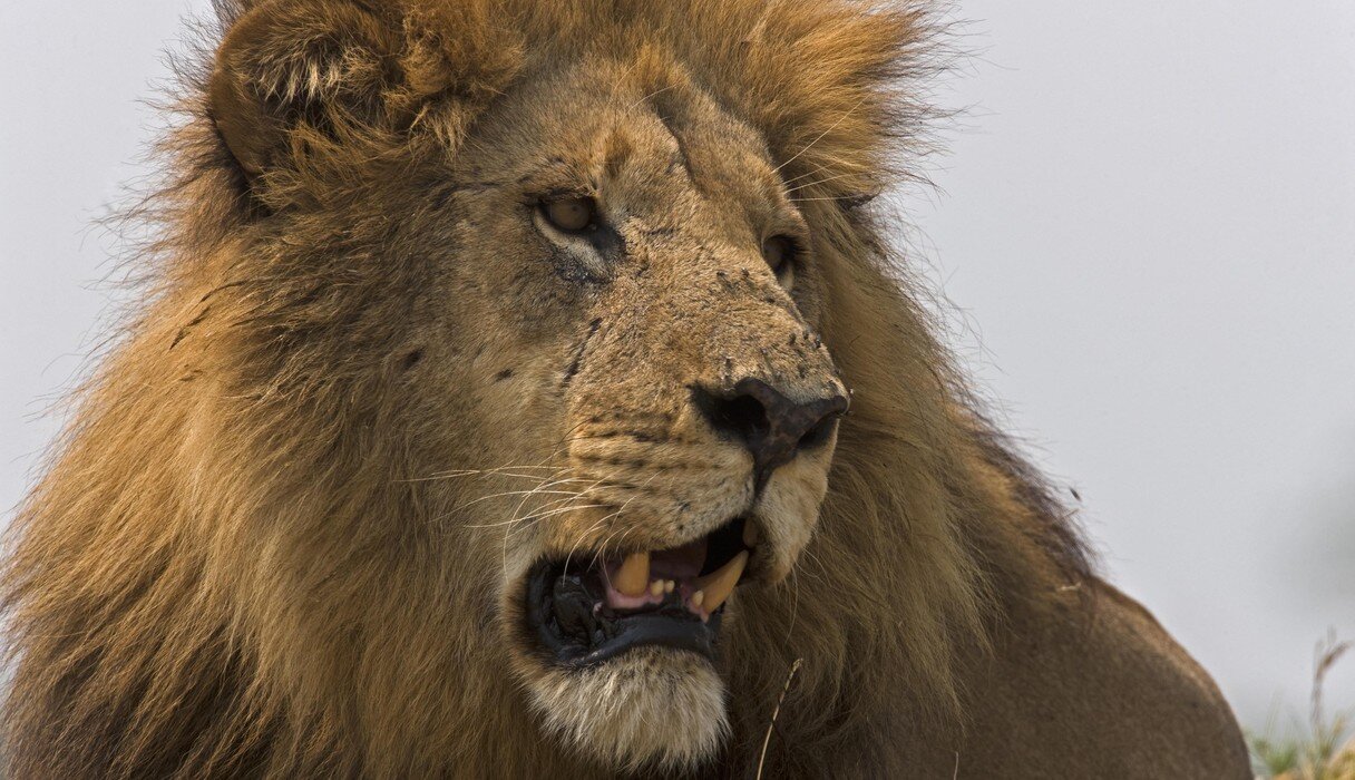 Last Lion Kings Of The World Captured In Photos - The Dodo