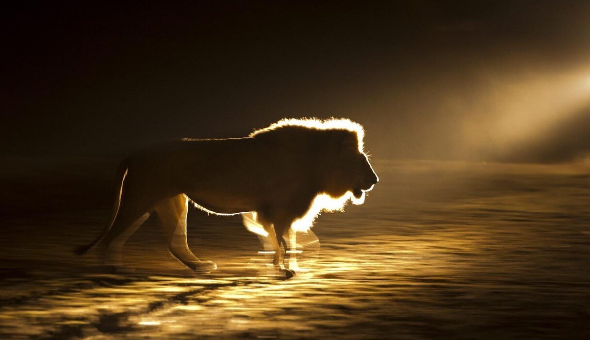 Last Lion Kings Of The World Captured In Photos - The Dodo