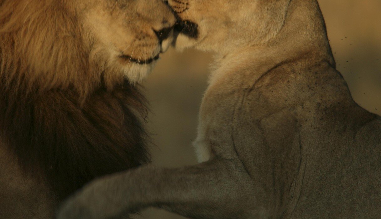 Last Lion Kings Of The World Captured In Photos - The Dodo