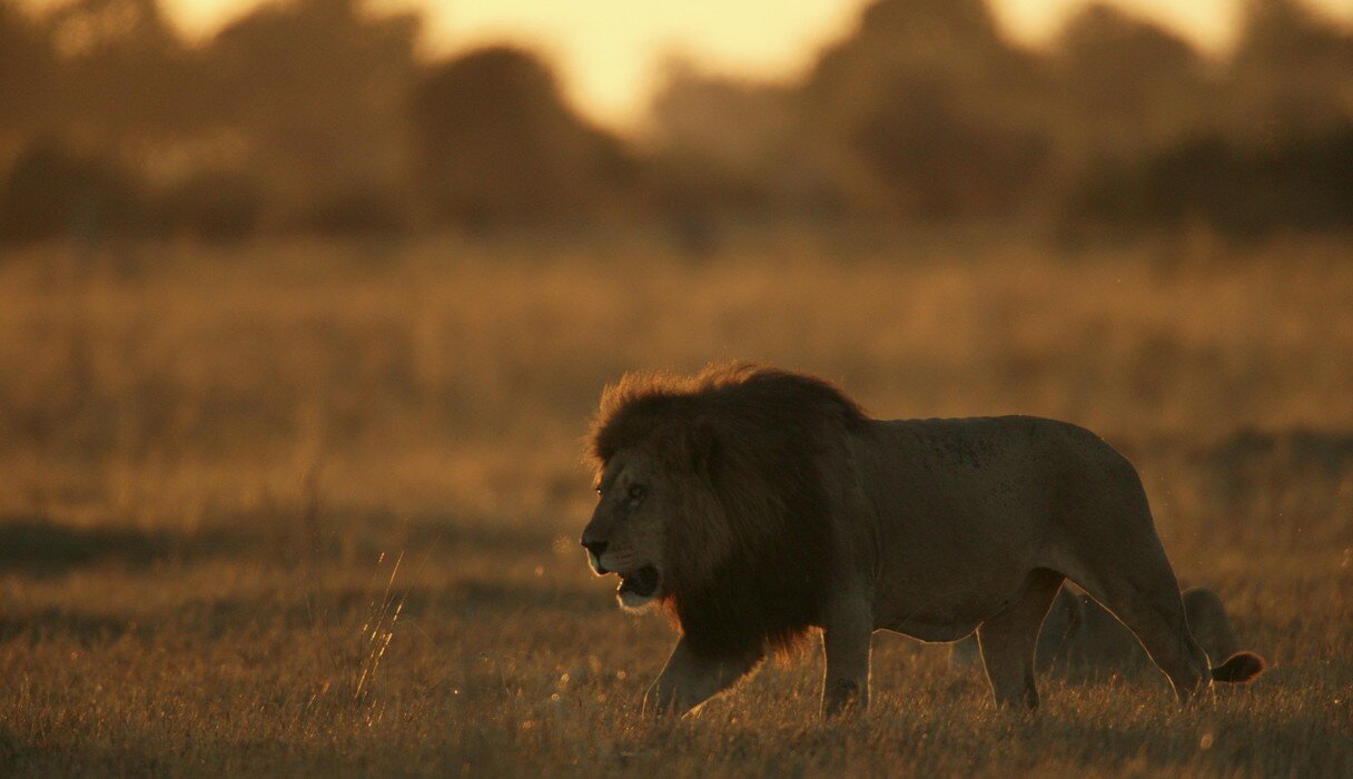 Last Lion Kings Of The World Captured In Photos - The Dodo