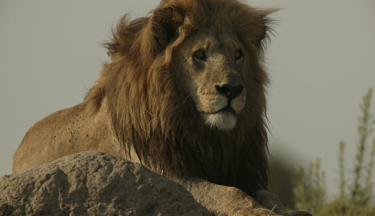 Last Lion Kings Of The World Captured In Photos - The Dodo