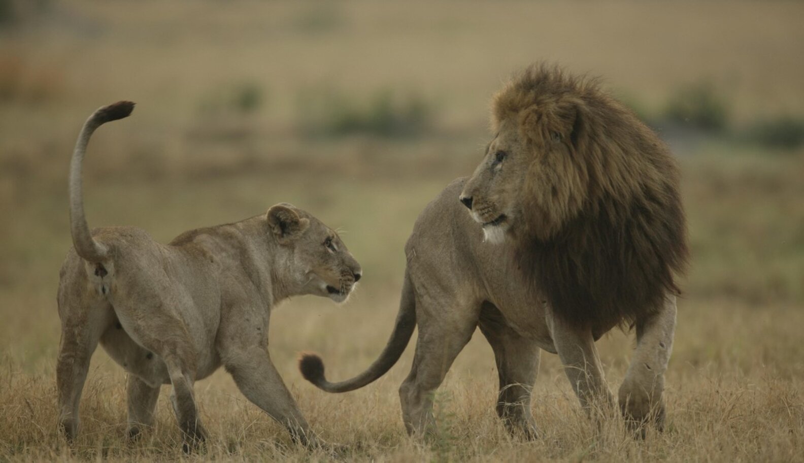 Last Lion Kings Of The World Captured In Photos - The Dodo